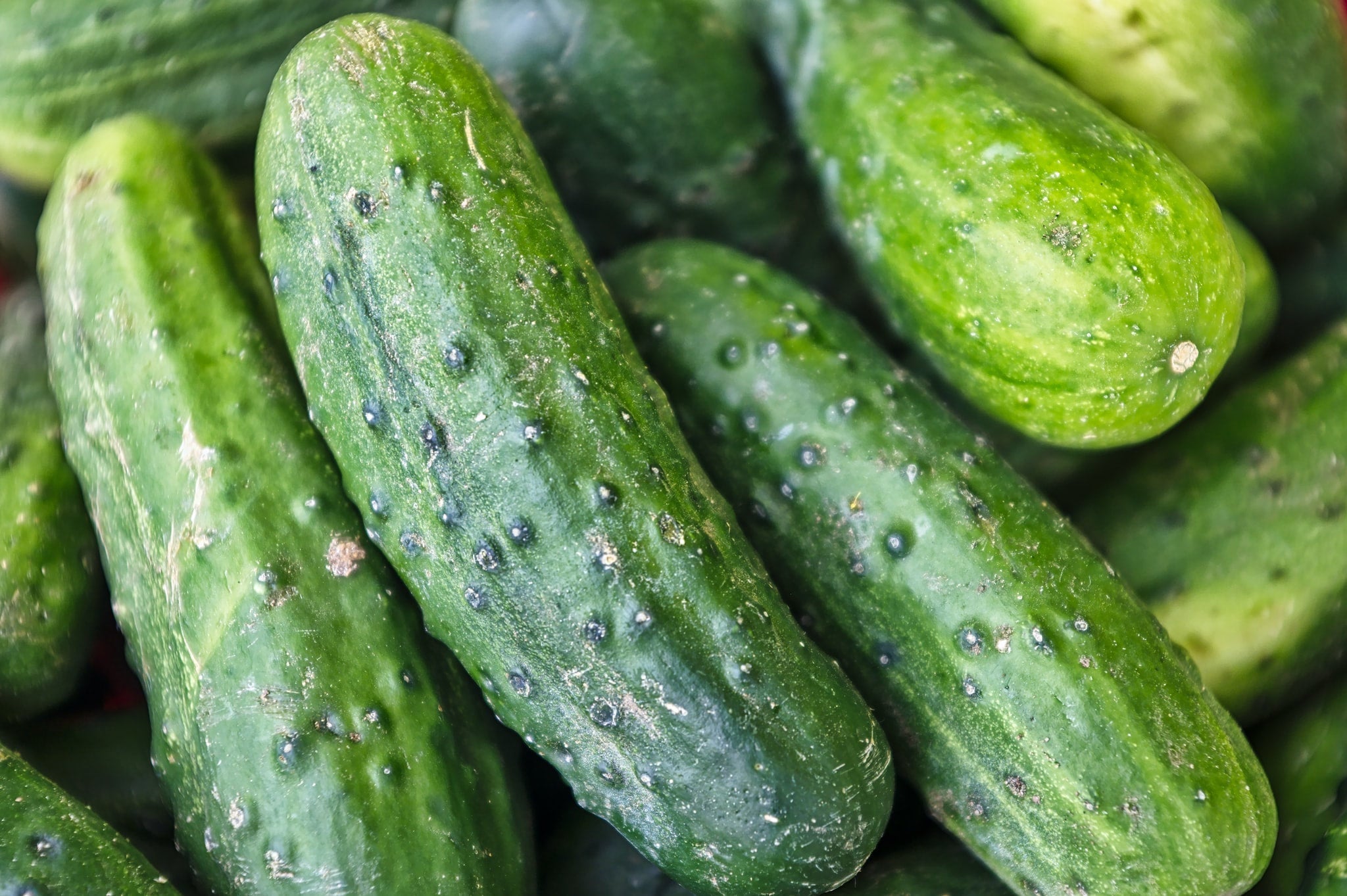 Cucumbers - Different Varieties | SJCA Farm Stand